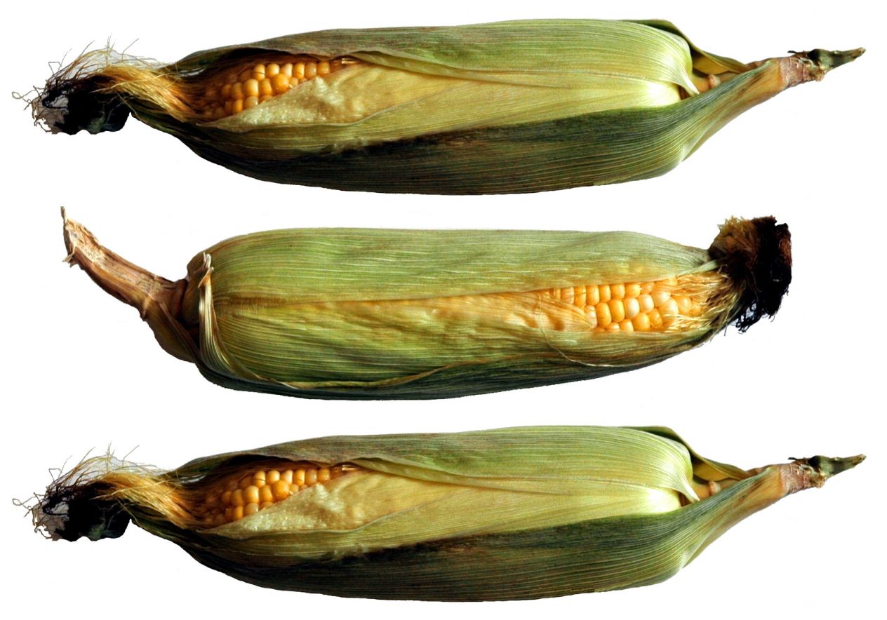 ART SHOWS, EVENTS & OPEN STUDIOS – Serena Kovalosky